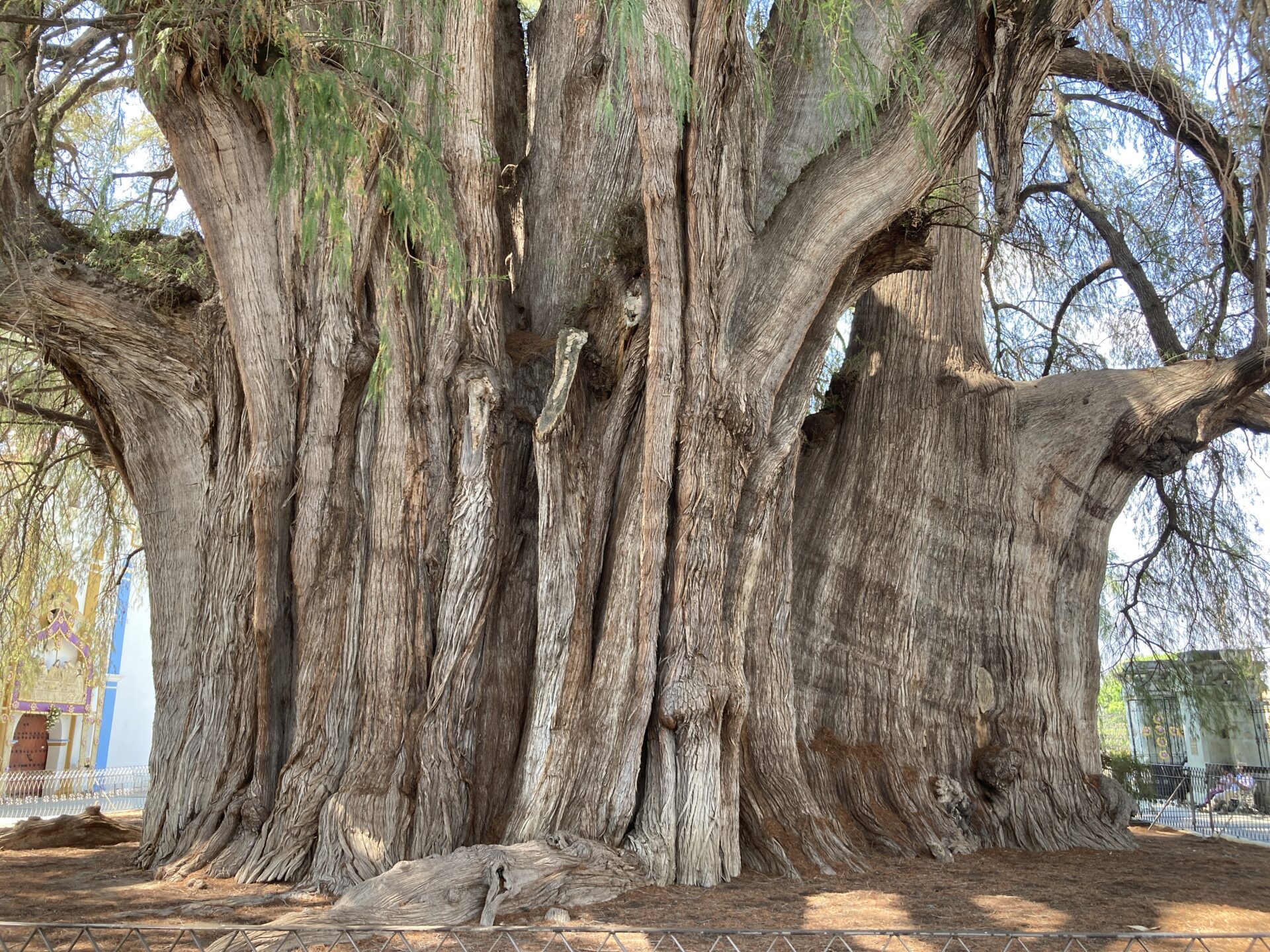 Earth Day 2024 Celebrates El Tule Oaxaca - Gen Unison